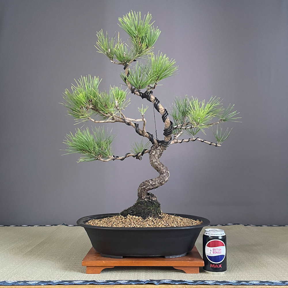 Japanese Black Pine Bonsai Tree - BP287 - British Bonsai