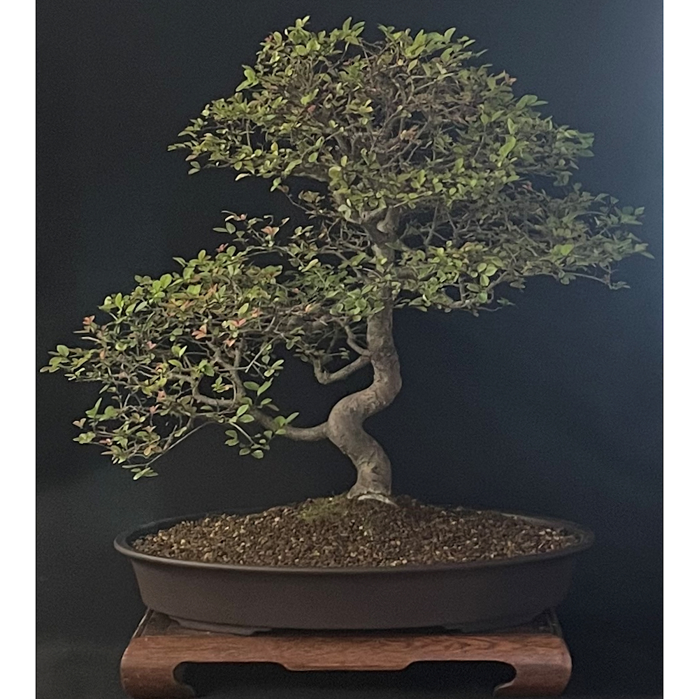 Chinese Elm Bonsai Tree - CE540 - British Bonsai