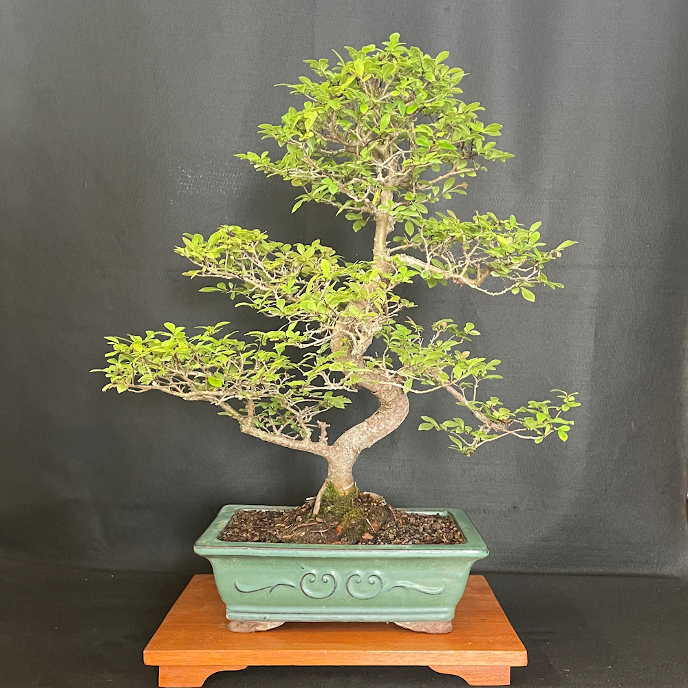 Chinese Elm Bonsai Tree - CE541 - British Bonsai