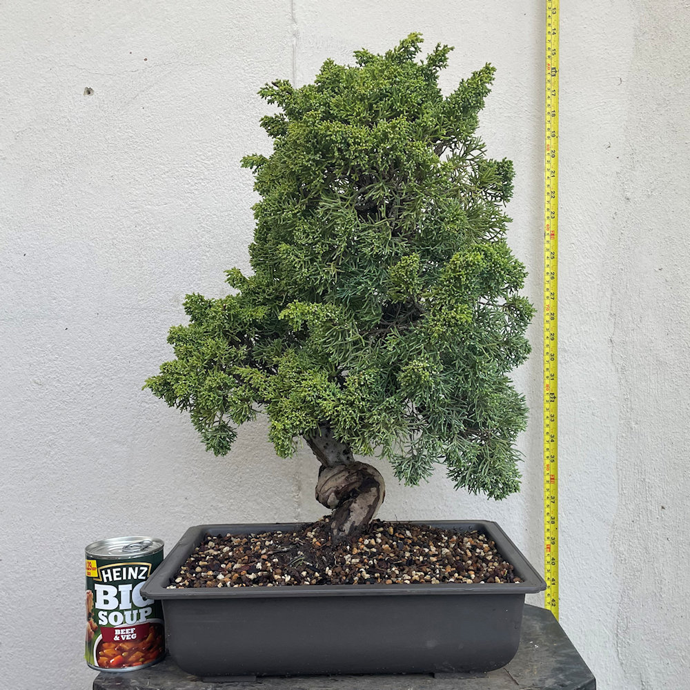 Semi-trained Chinese Juniper Bonsai Tree "itoigawa" - CJ472 - British ...