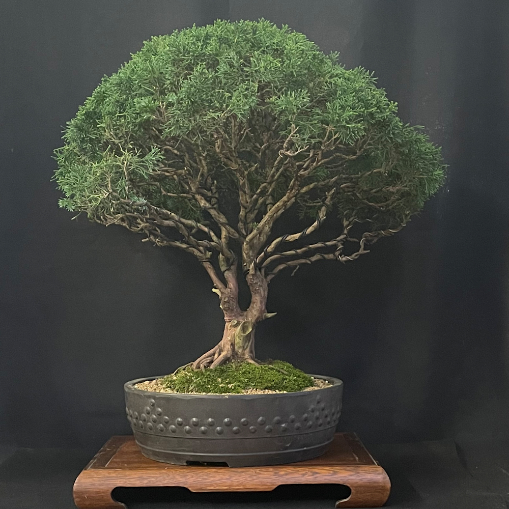 Chinese Juniper Bonsai Tree - CJ481 - British Bonsai