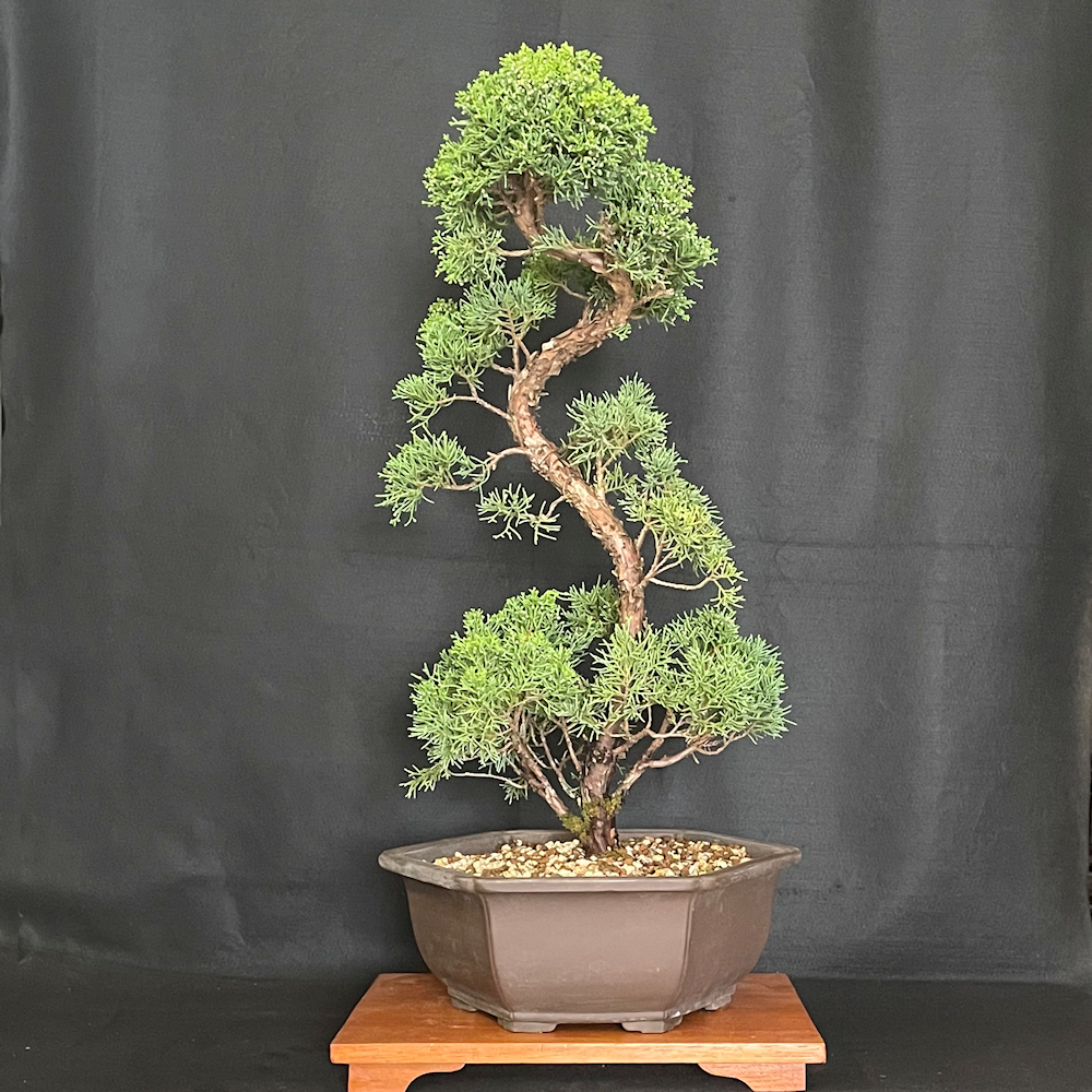 Chinese Juniper Bonsai Tree - CJ495 - British Bonsai