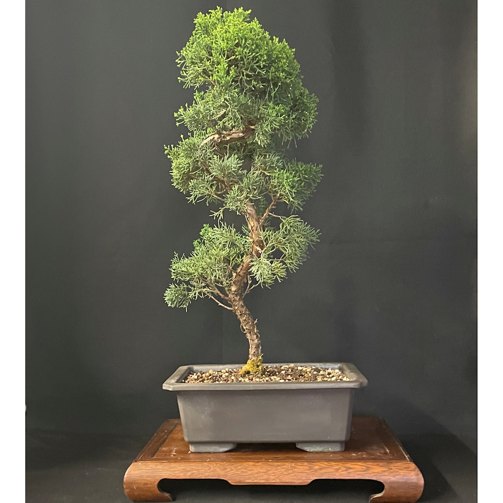 Chinese Juniper Bonsai Tree - CJ498 - British Bonsai