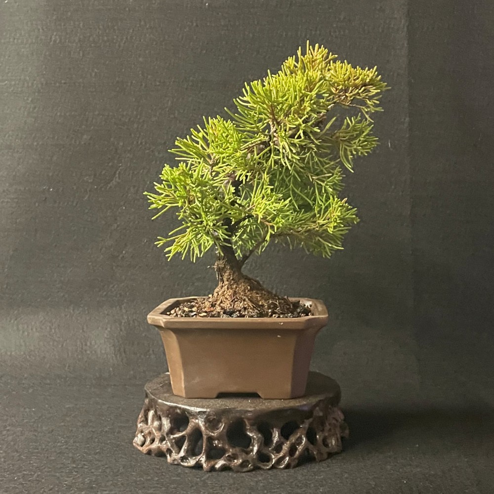 Chinese Juniper Bonsai Tree "itoigawa" - CJ506 - British Bonsai