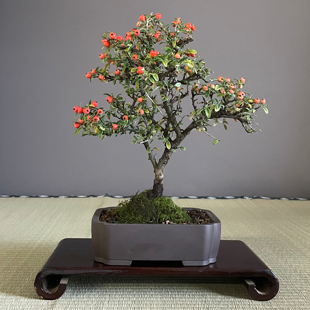 Cotoneaster Bonsai Tree - CO362 - British Bonsai
