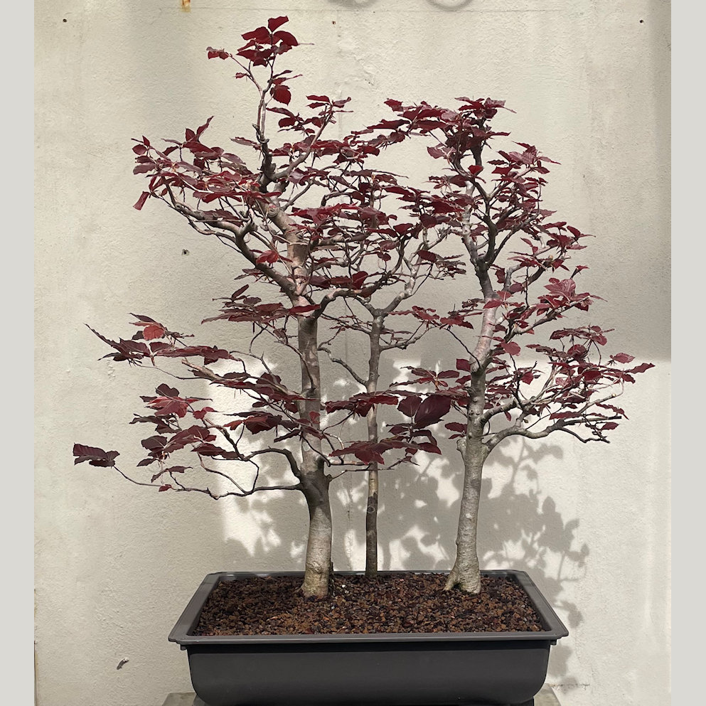 Purple Beech Group Bonsai Tree - EB211 - British Bonsai