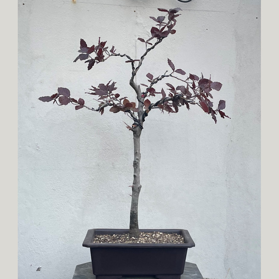 Purple Beech Bonsai Tree - EB214 - British Bonsai
