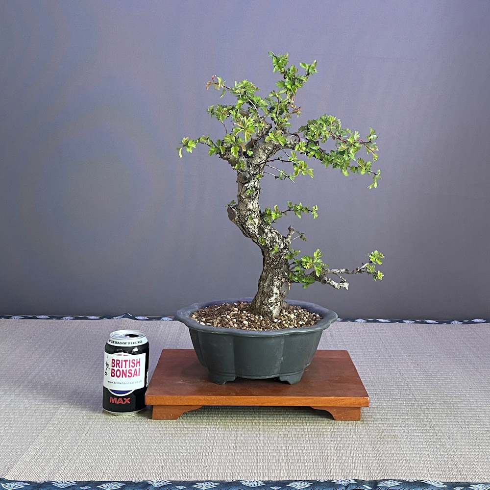 Yamadori English Hawthorn Bonsai Tree - EH278 - British Bonsai