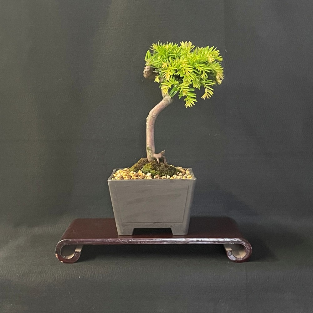 Shohin English Yew Bonsai Tree - EY127 - British Bonsai