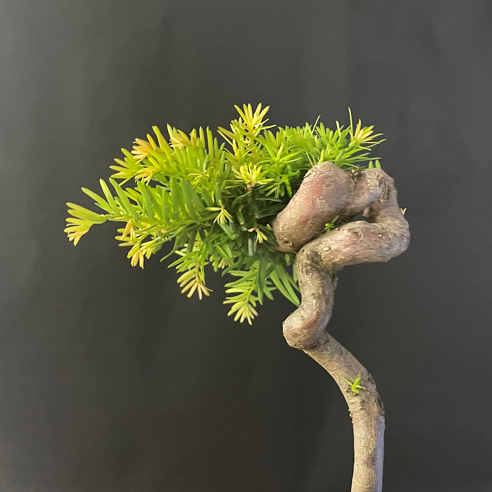 Shohin English Yew Bonsai Tree - EY127 - British Bonsai