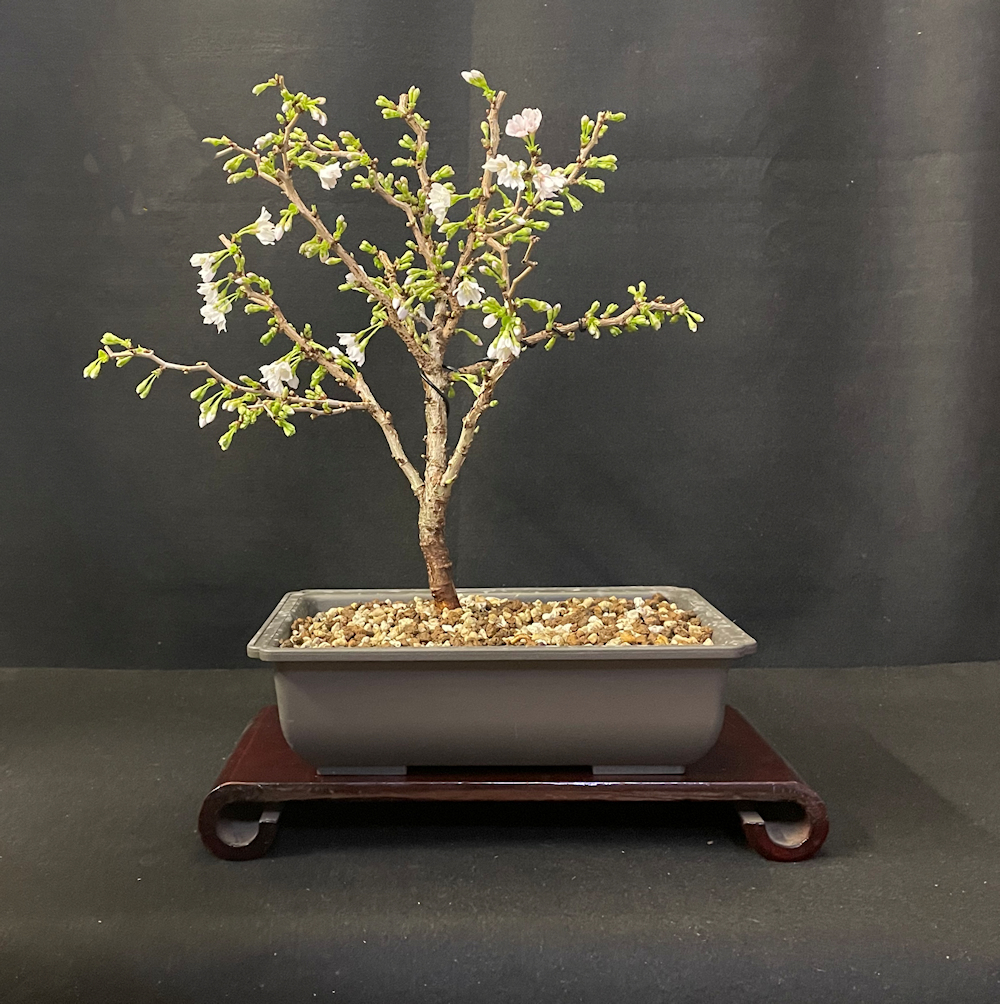 Fuji Cherry Bonsai Tree - FC211 - British Bonsai