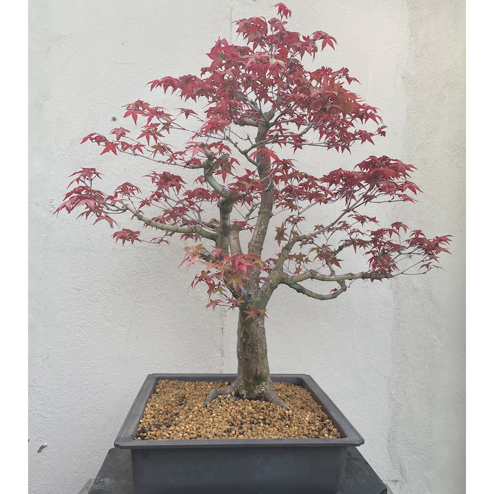Japanese Maple Bonsai Tree - Deshojo - JM673 - British Bonsai