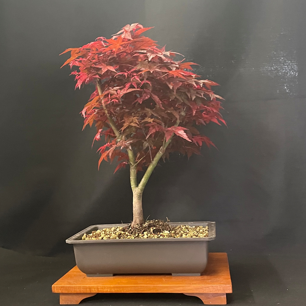 Japanese Maple Bonsai Tree - Deshojo - JM712 - British Bonsai