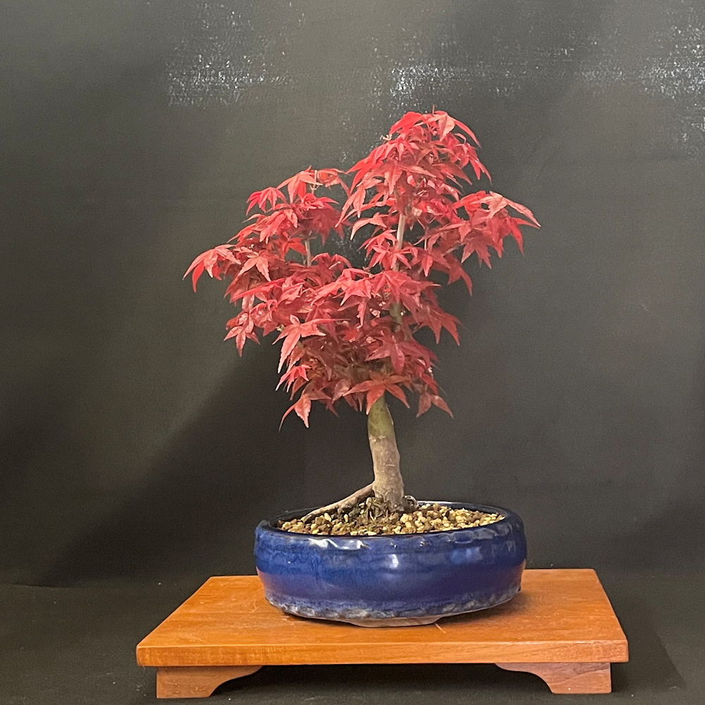 Japanese Maple Bonsai Tree - Deshojo - JM713 - British Bonsai