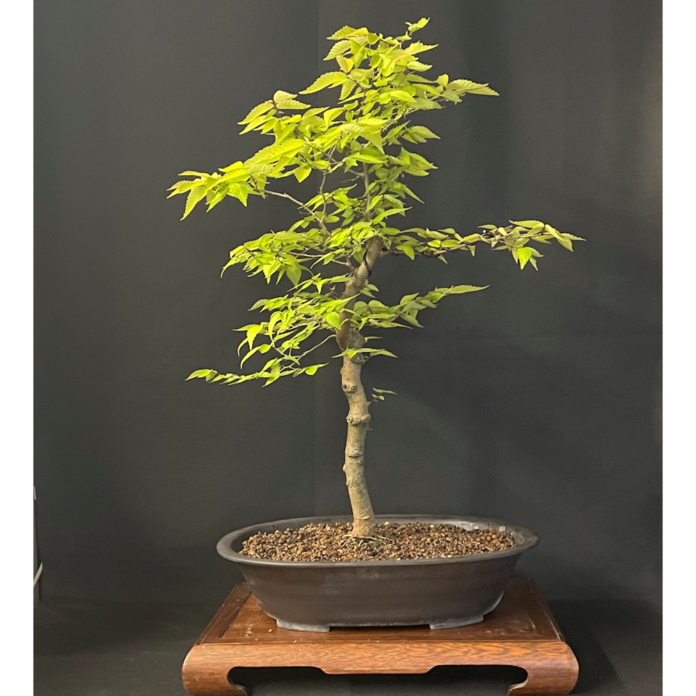 Japanese Elm Bonsai Tree (Zelkova) - JZ303 - British Bonsai