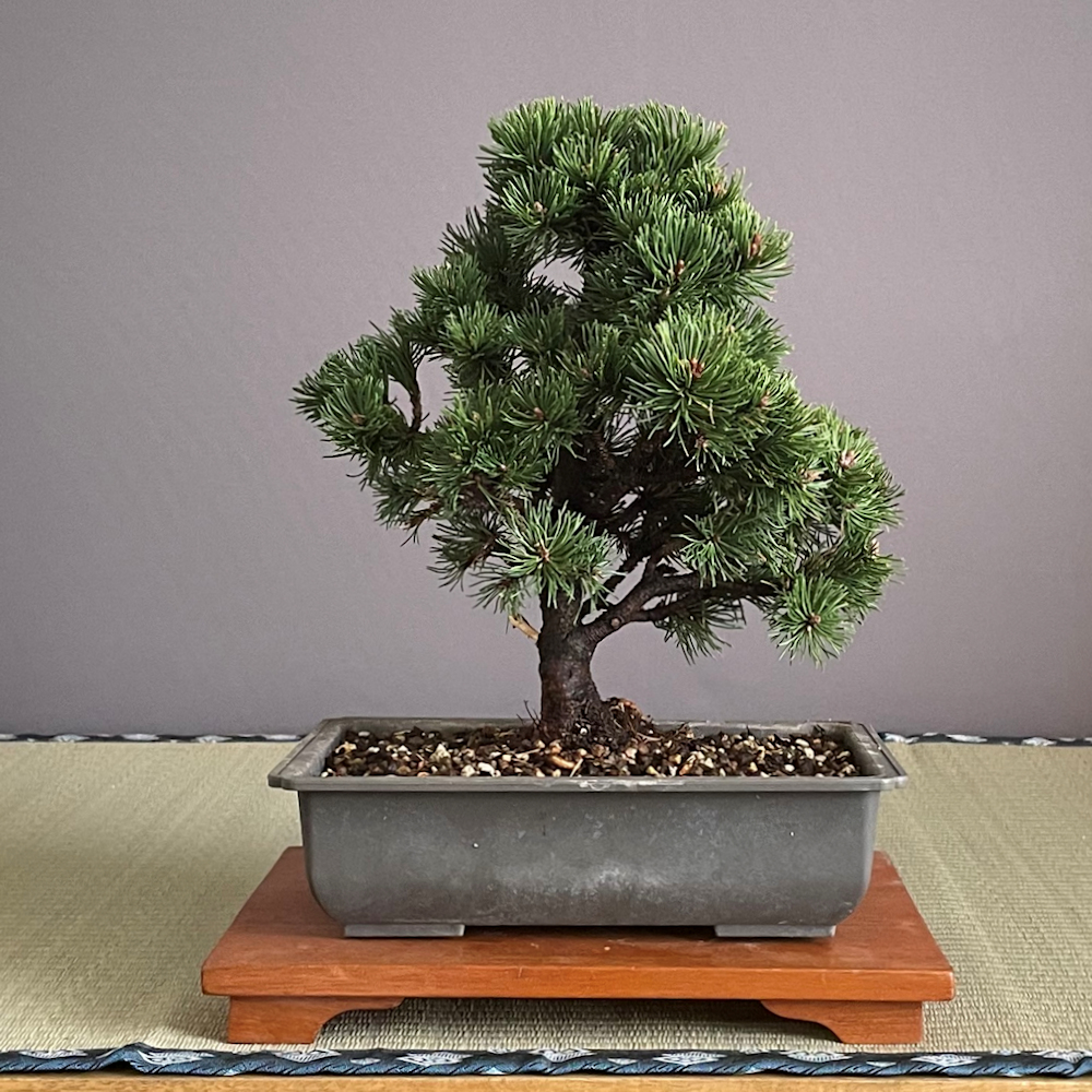 Dwarf Mountain Pine Bonsai Tree - MP701 - British Bonsai