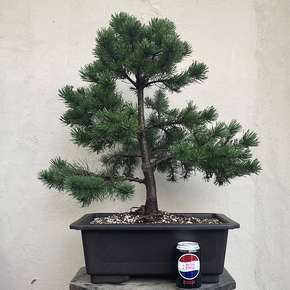 Semi-trained Mountain Pine - MP703 - British Bonsai