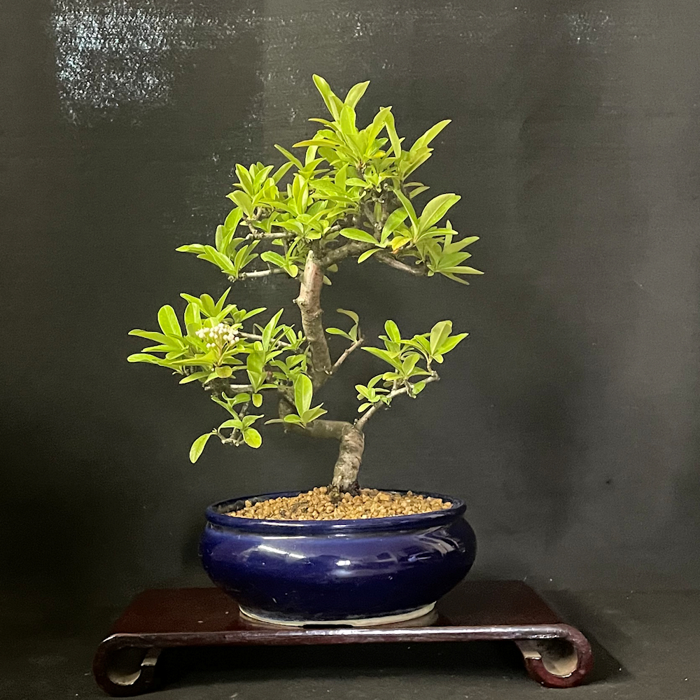 Pyracantha Bonsai Tree - PY139 - British Bonsai