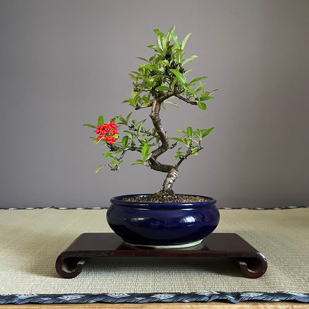 Pyracantha Bonsai Tree - PY139 - British Bonsai