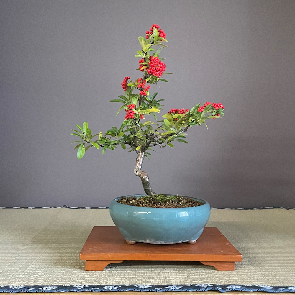 Pyracantha Bonsai Tree - PY140 - British Bonsai