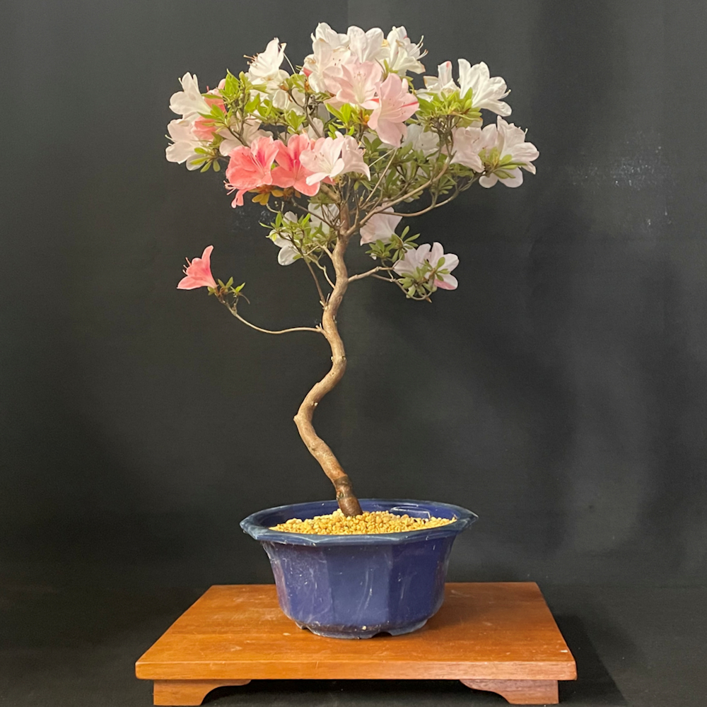 Satsuki Azalea Bonsai Tree "Aika" - RI292 - British Bonsai