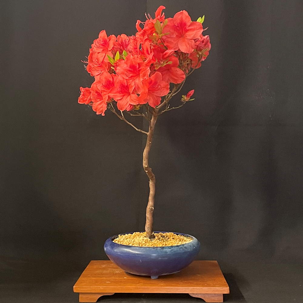 Satsuki Azalea Bonsai Tree "Benigasa" - RI293 - British Bonsai