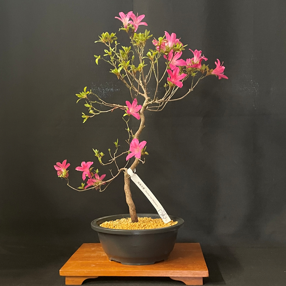 Satsuki Azalea Bonsai Tree "Asuka-no-Homare" - RI297 - British Bonsai