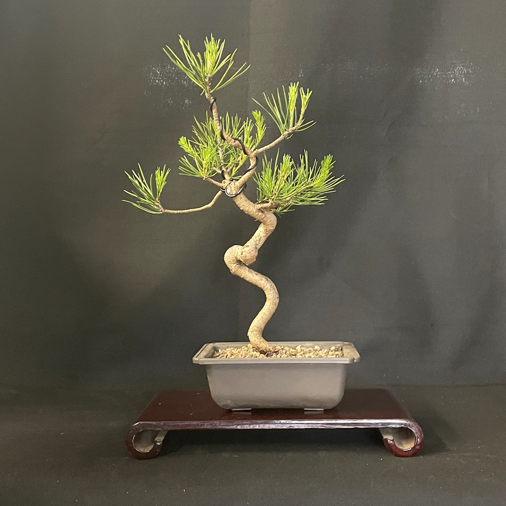 Dwarf Scots Pine Bonsai Tree - SP239 - British Bonsai