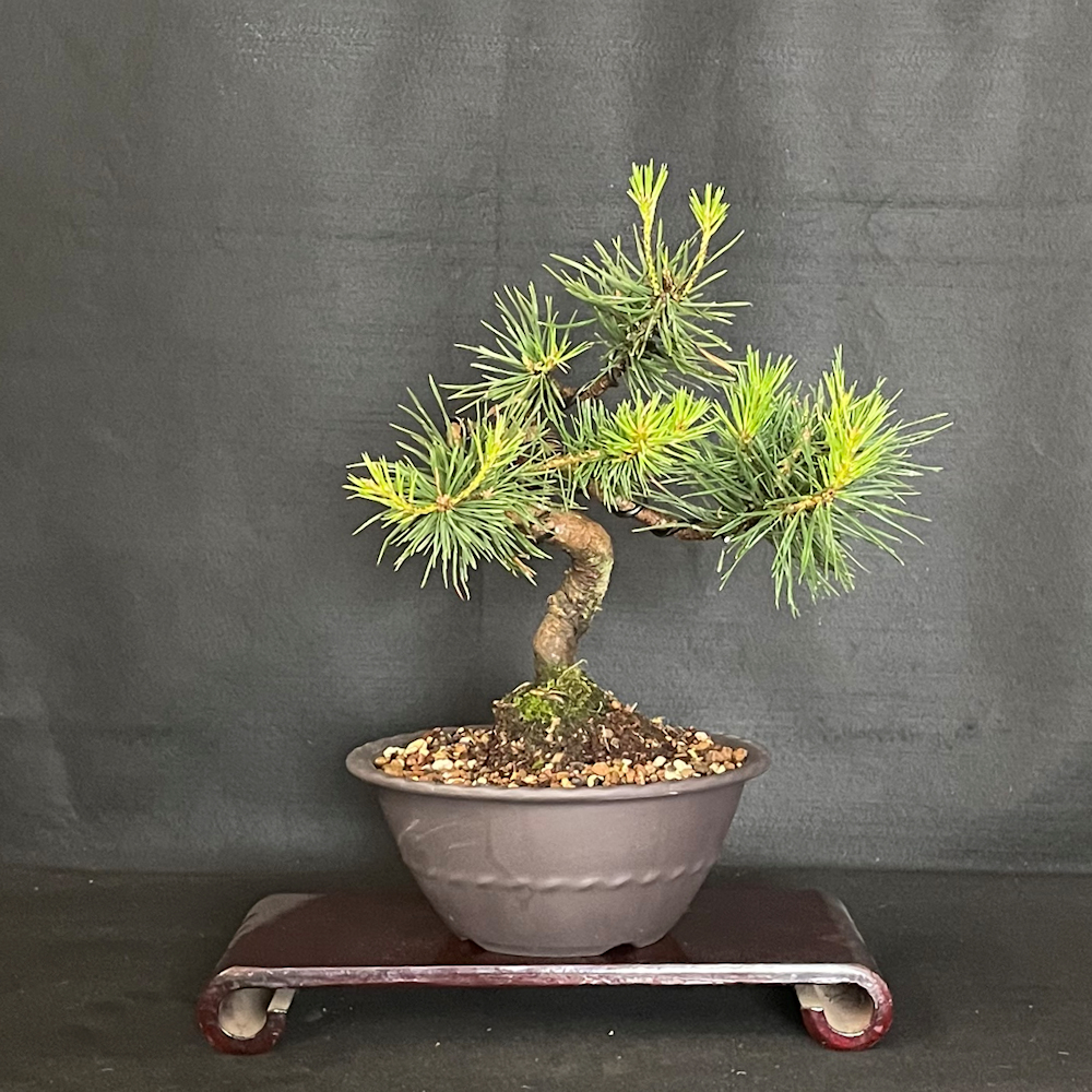 Dwarf Scots Pine Bonsai Tree - SP253 - British Bonsai