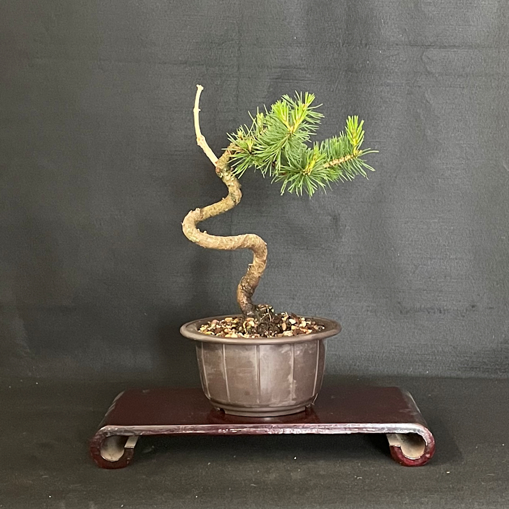 Dwarf Scots Pine Bonsai Tree - SP254 - British Bonsai