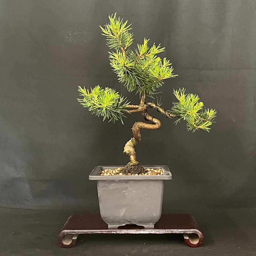 Dwarf Scots Pine Bonsai Tree - SP255 - British Bonsai