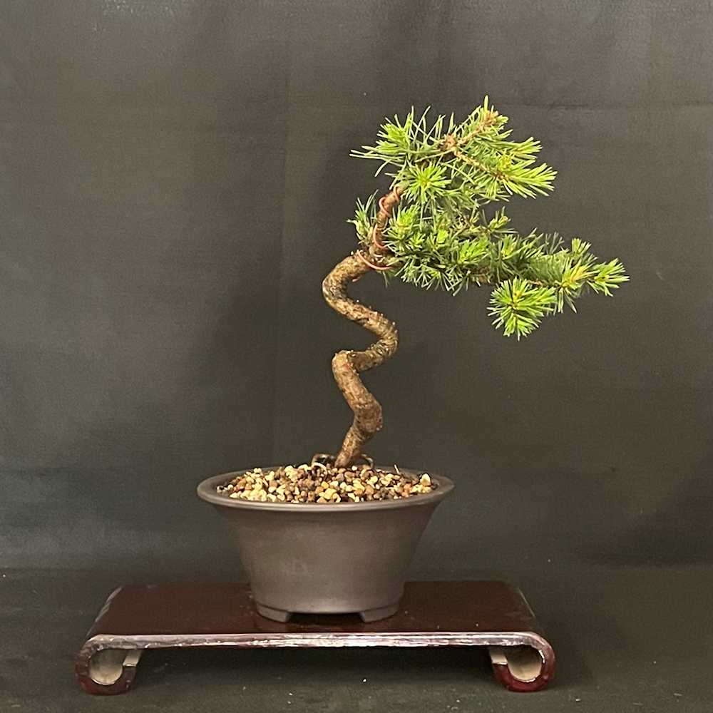 Dwarf Scots Pine Bonsai Tree - SP258 - British Bonsai