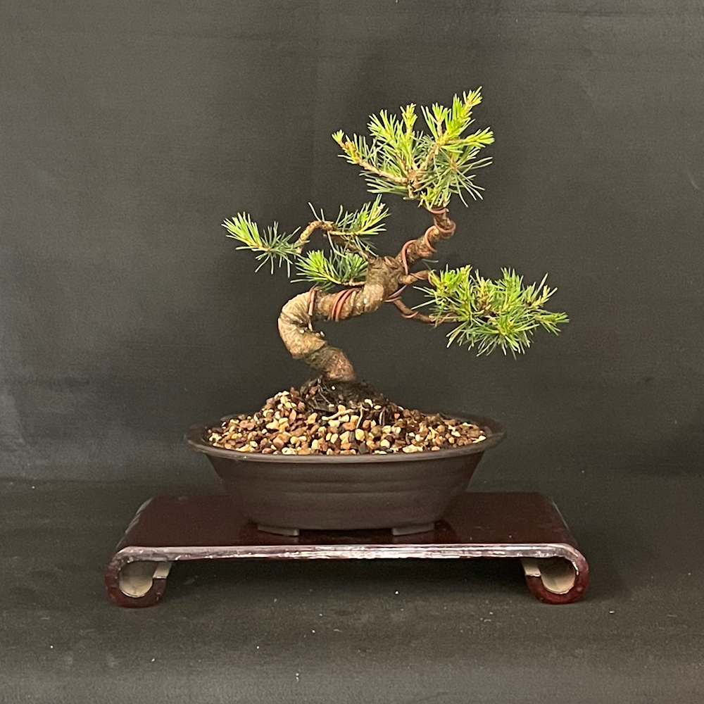 Dwarf Scots Pine Bonsai Tree - SP259 - British Bonsai