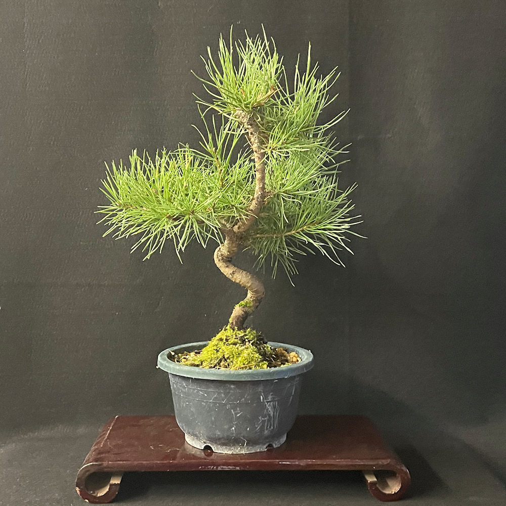 Dwarf Scots Pine Bonsai Tree - SP262 - British Bonsai