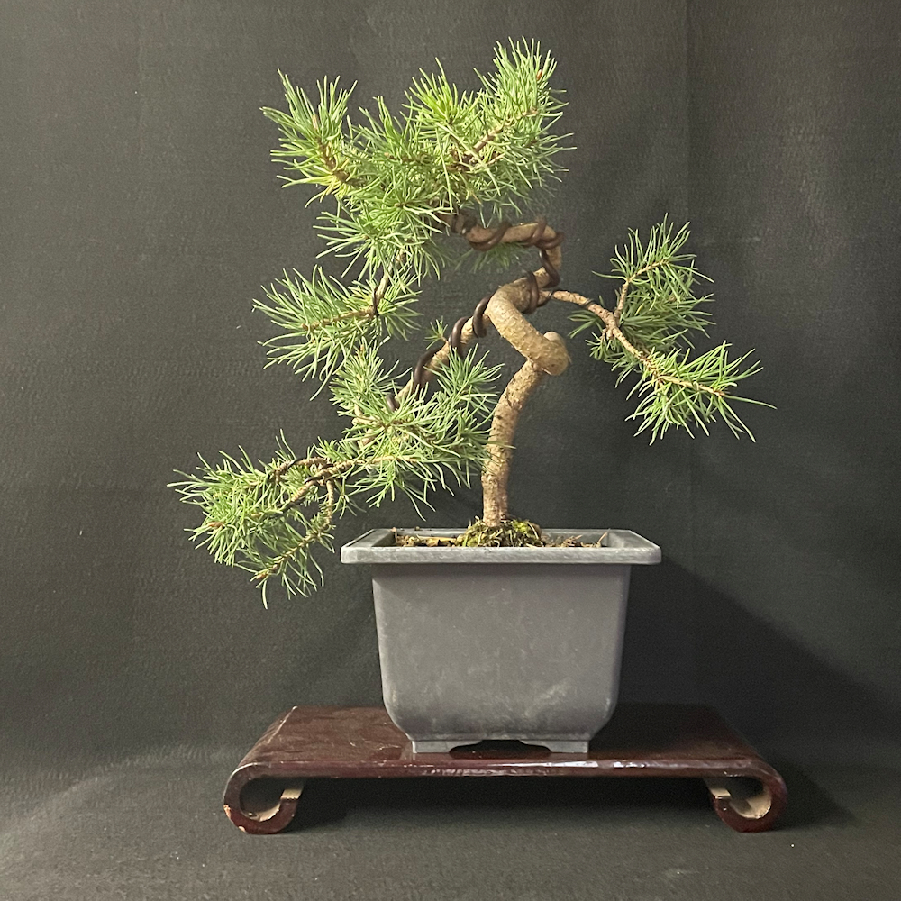 Dwarf Scots Pine Bonsai Tree - SP263 - British Bonsai