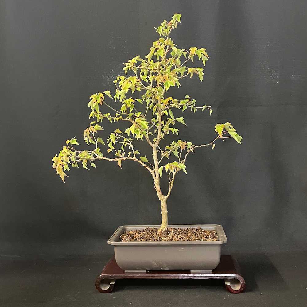 Trident Maple Bonsai Tree - TM260 - British Bonsai