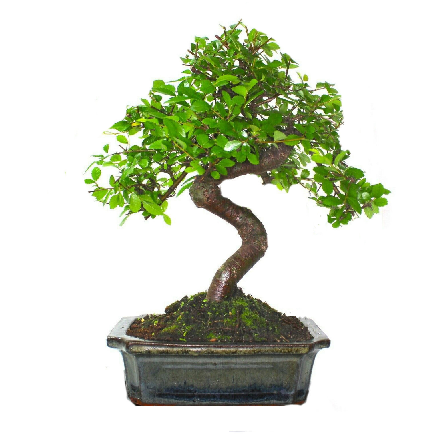Chinese Elm Bonsai Tree - CE5X - British Bonsai