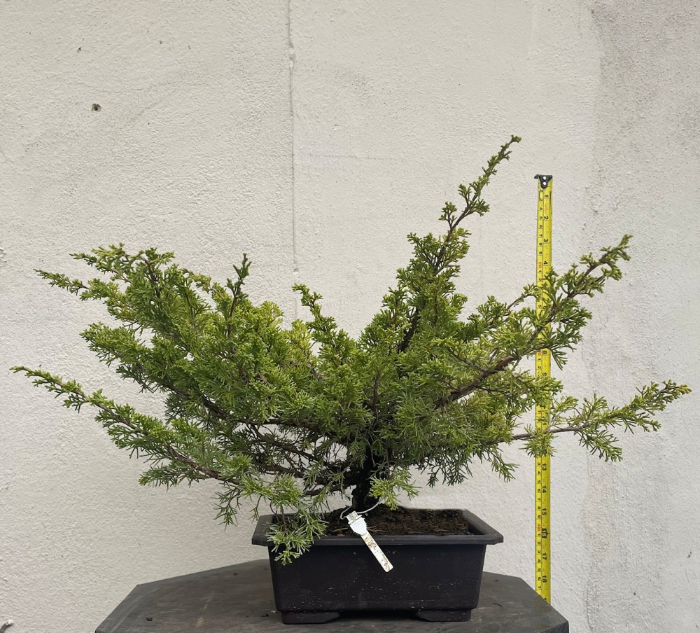 Semi Trained Chinese Juniper Bonsai Tree "Itoigawa" - CJ483 - British ...