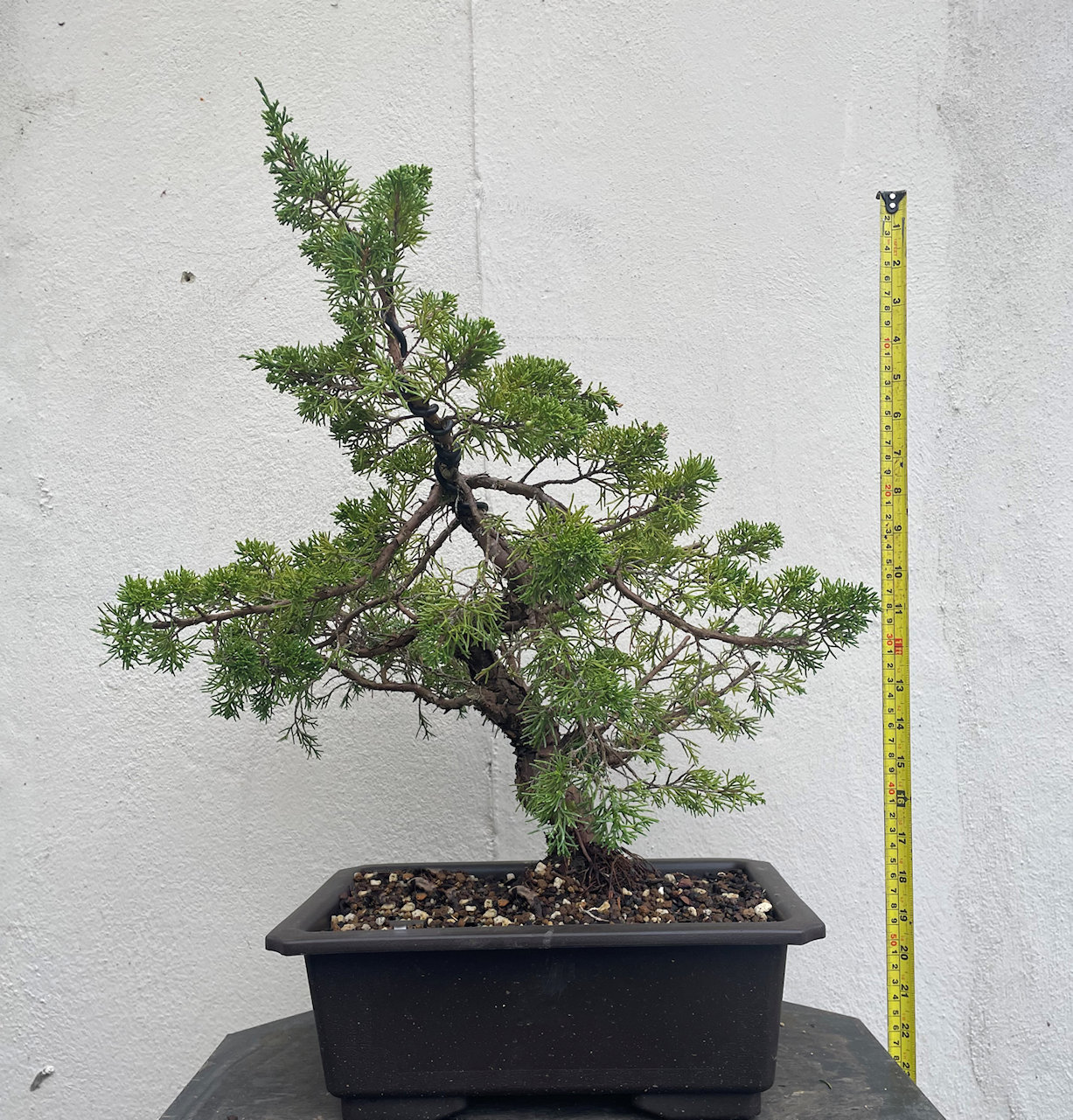 Semi-trained Chinese Juniper Bonsai Tree "itoigawa" - CJ489 - British ...