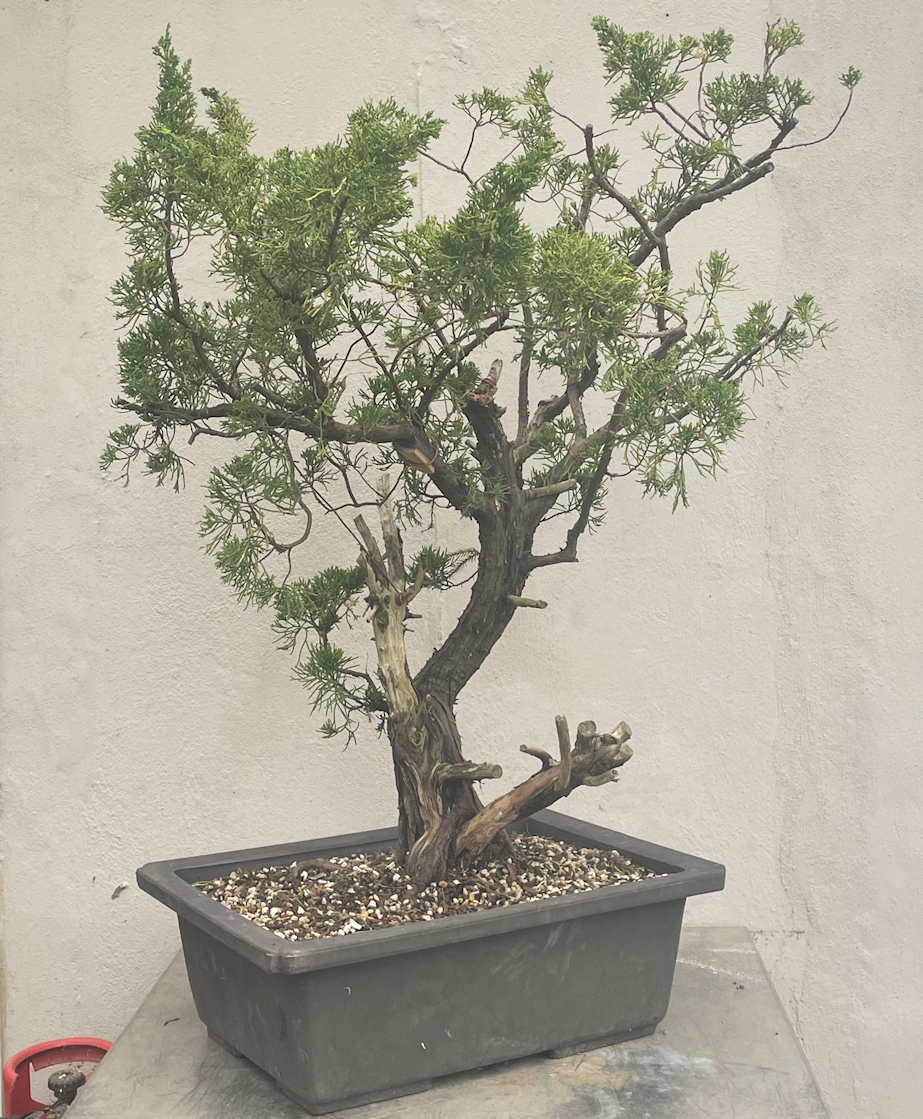 Semi Trained Chinese Juniper Bonsai Tree "Itoigawa" - CJ464 - British Bonsai