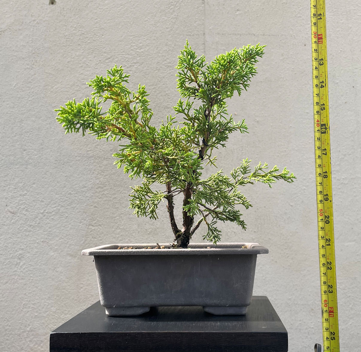 Semi Trained Chinese Juniper Bonsai Tree "Itoigawa" - CJ465 - British ...