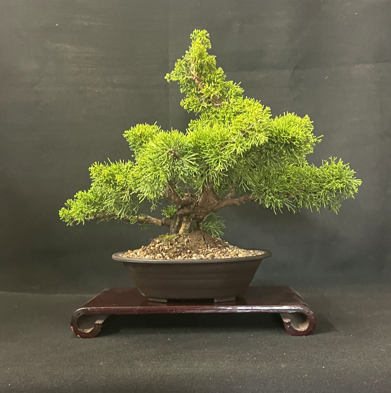 Chinese Juniper Bonsai Tree "itoigawa" - CJ488 - British Bonsai