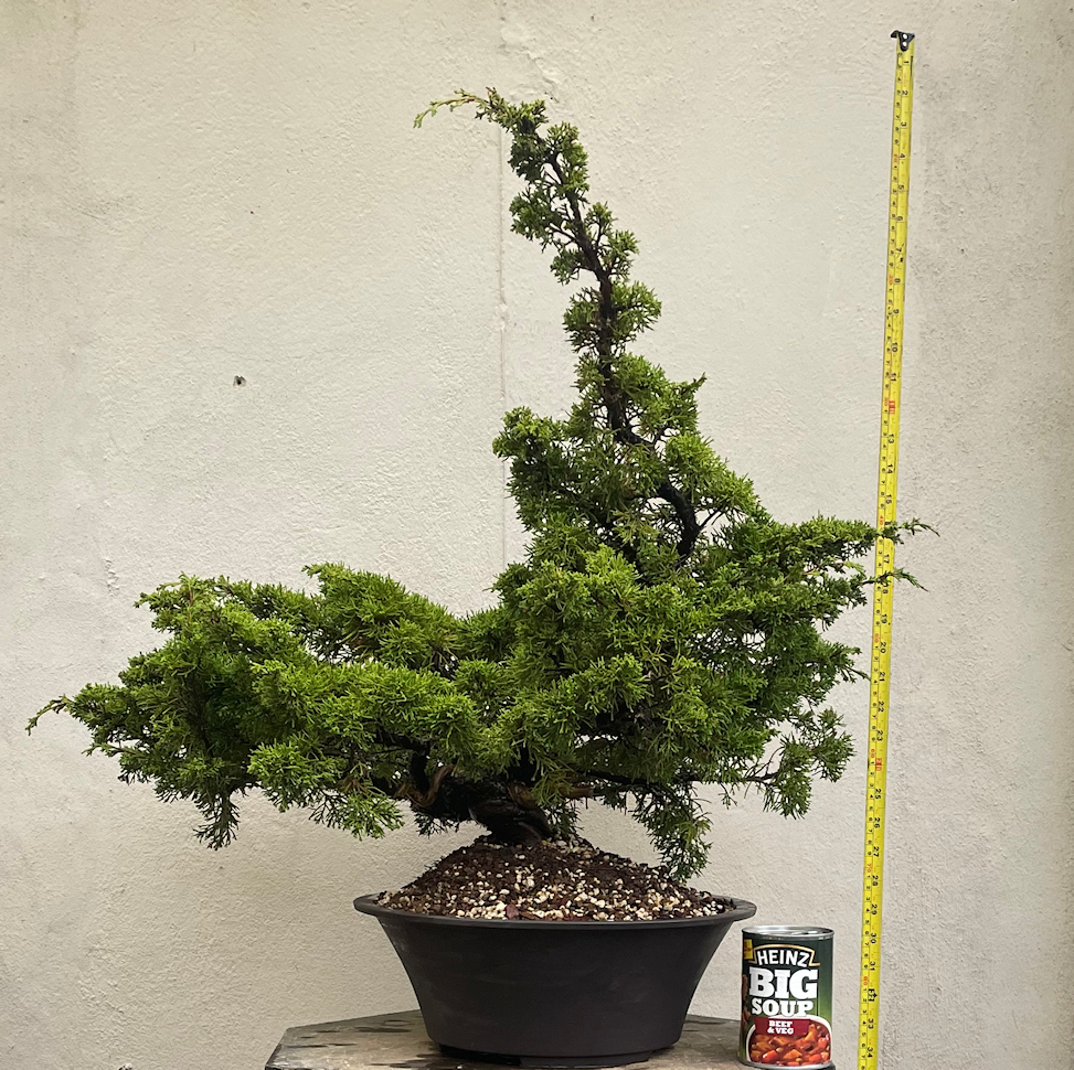 Semi-trained Chinese Juniper Bonsai Tree "itoigawa" - CJ472 - British ...