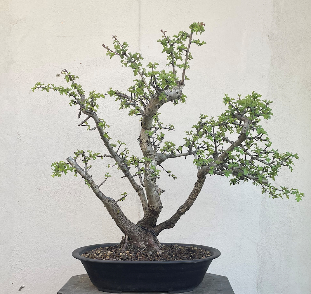 Yamadori English Hawthorn Bonsai Tree - EH256 - British Bonsai