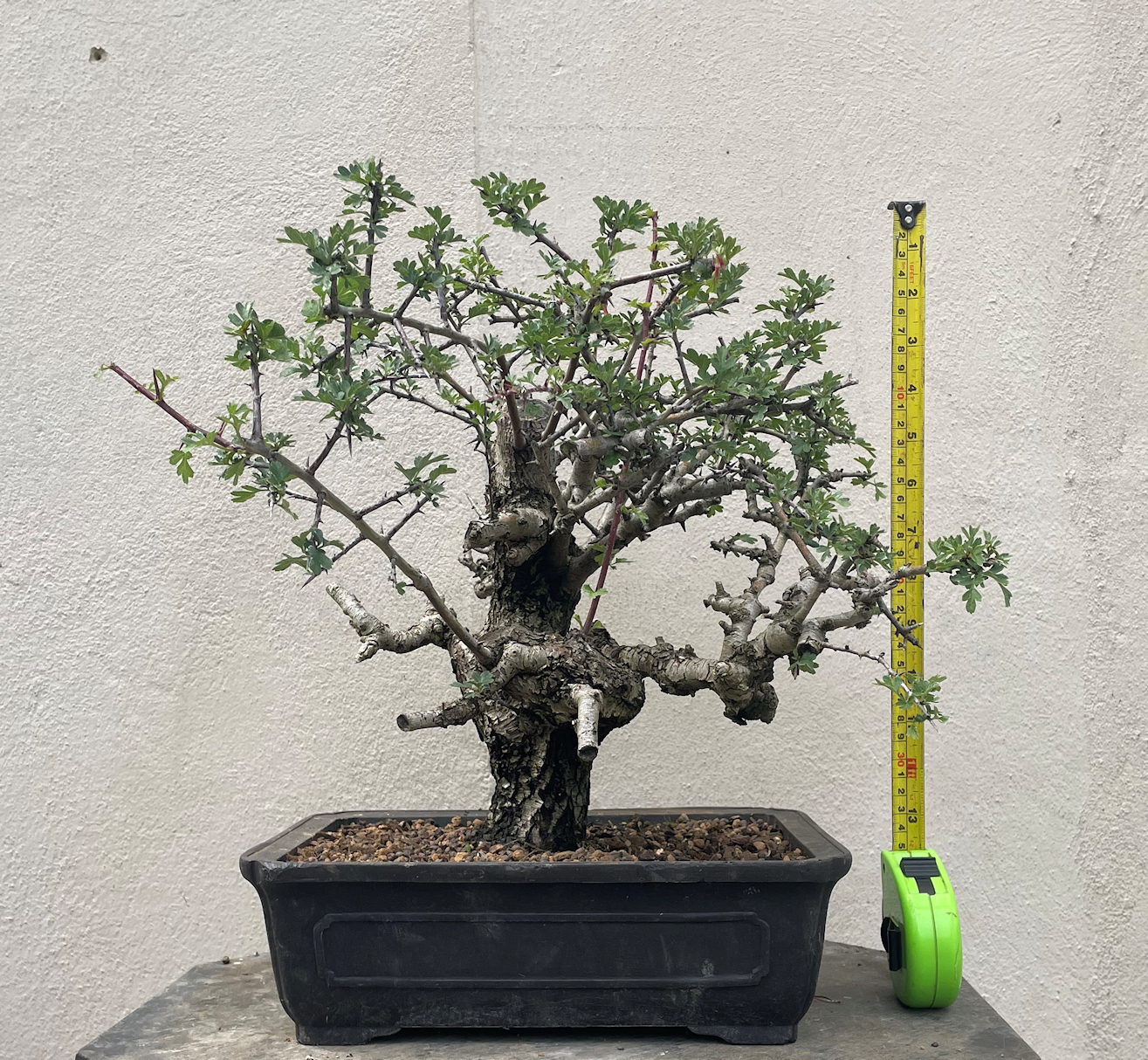 Yamadori English Hawthorn Bonsai Tree - EH267 - British Bonsai