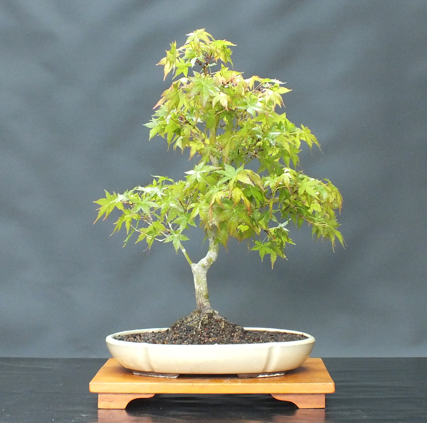 Japanese Maple Bonsai Tree - Yama momiji - JM671 - British Bonsai