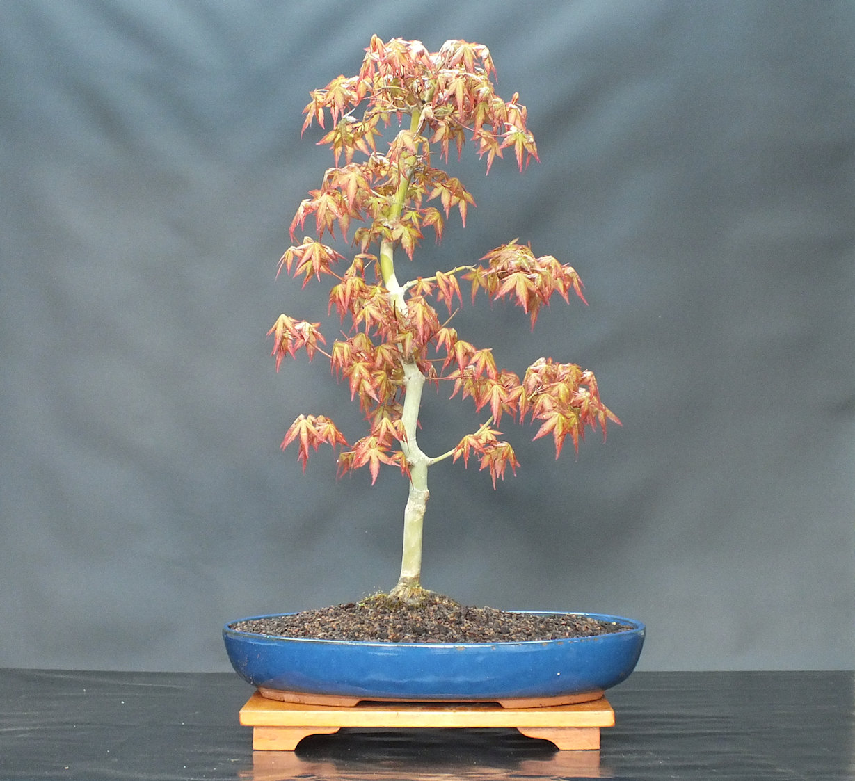 Japanese Maple Bonsai Tree - Yama momiji - JM671 - British Bonsai