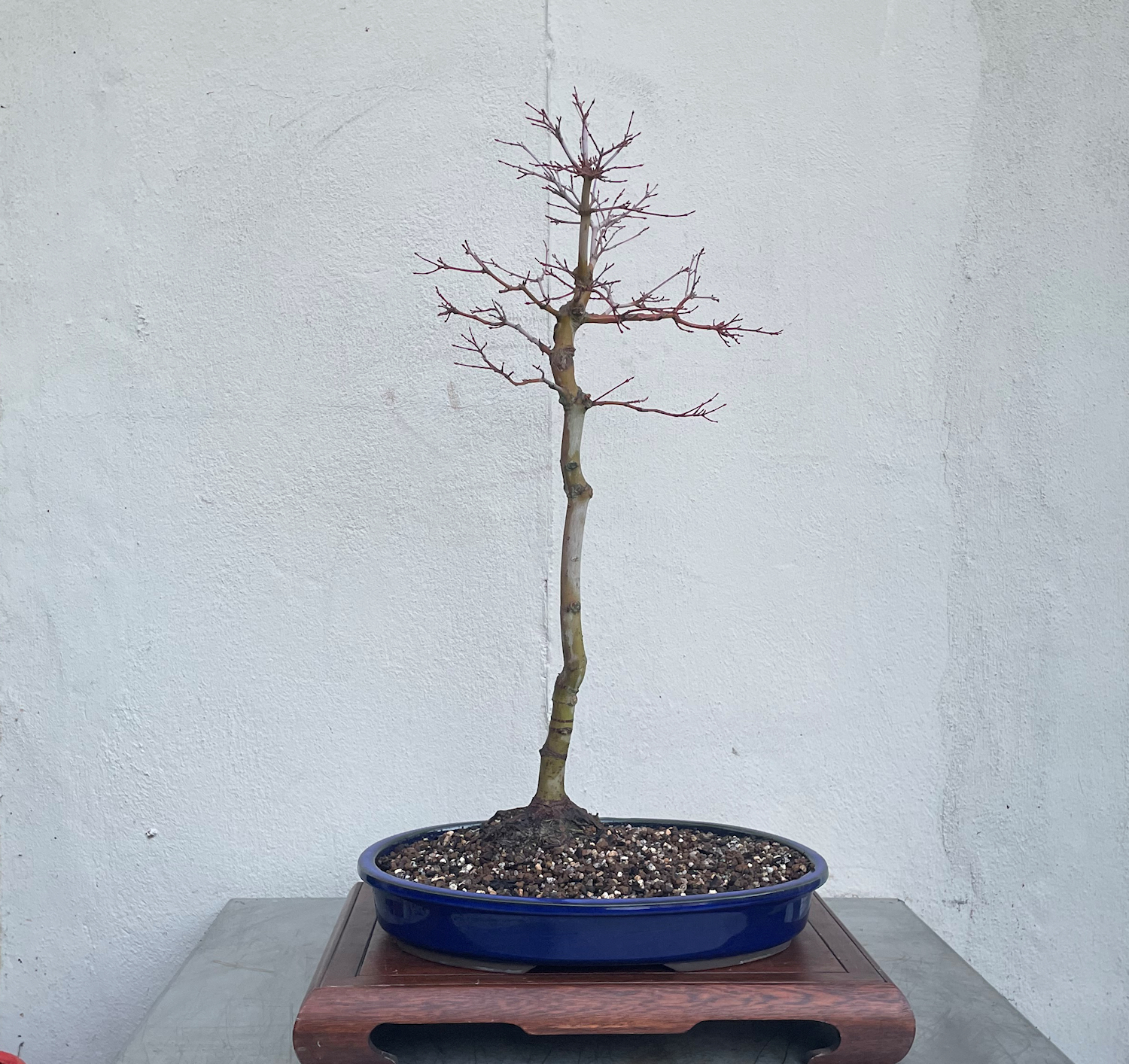 Japanese Maple Bonsai Tree - Yama momiji - JM671 - British Bonsai