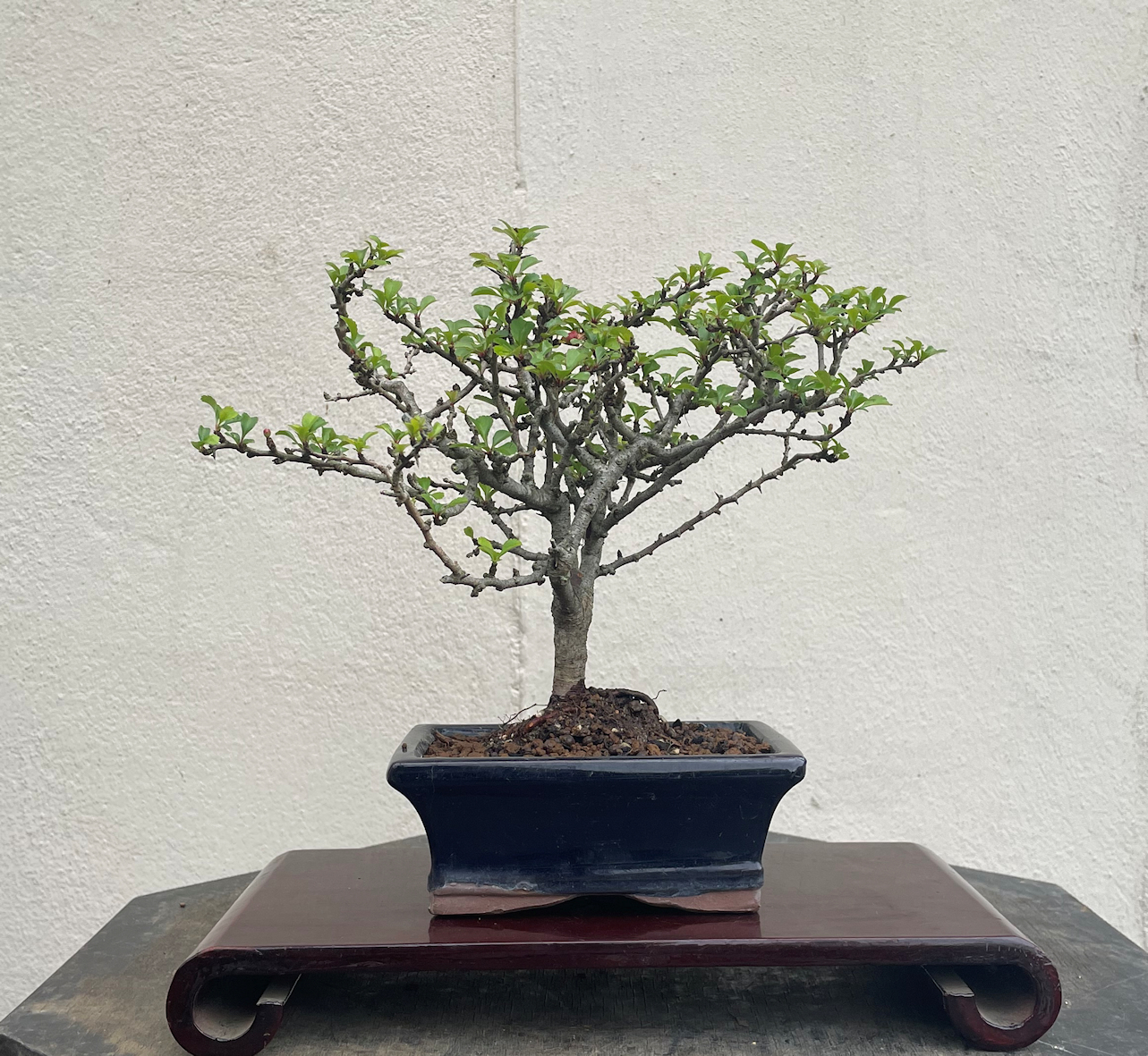 Japanese Quince Bonsai Tree - Cho-Ju bai - Chojubai - JQ132 - British ...