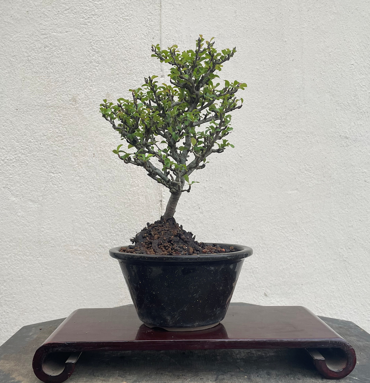 Japanese Quince Bonsai Tree - Cho-Ju bai - Chojubai - JQ135 - British ...